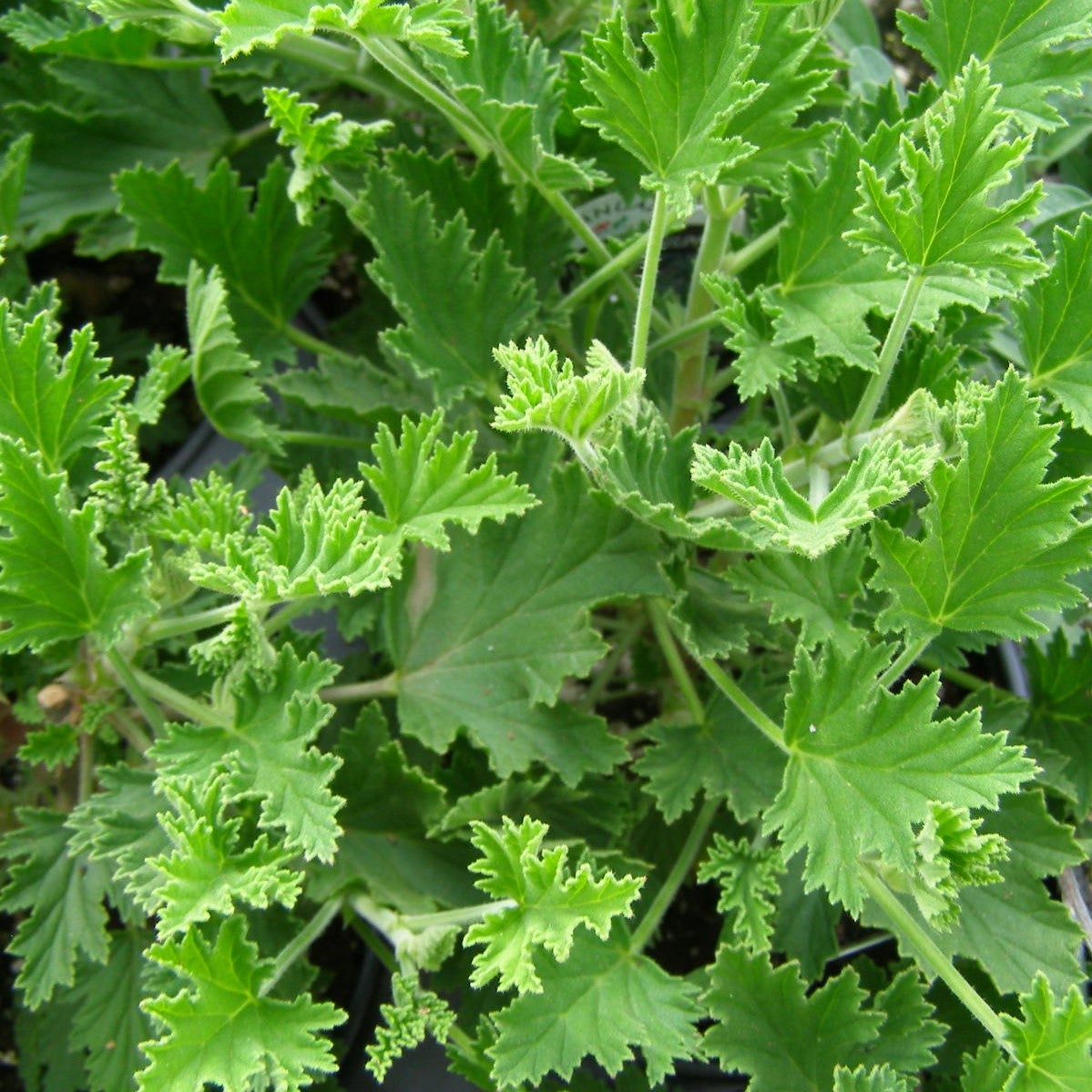 lemon fresh geranium